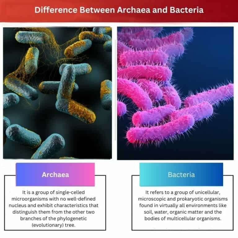 Archaea vs Bacteria: Difference and Comparison