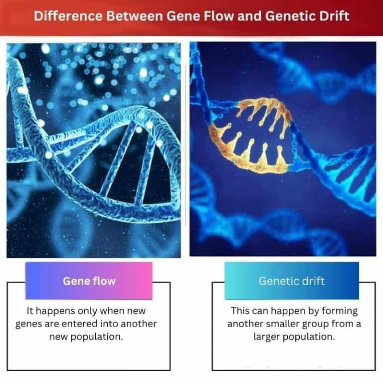 Gene Flow vs Genetic Drift: Difference and Comparison