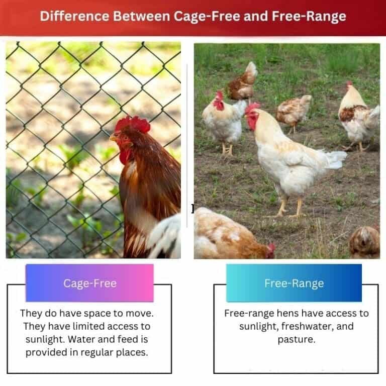 Cage-Free vs Free-Range: Difference and Comparison Cage-Free vs Free-Range: Difference and Comparison